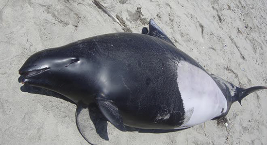 Encuentran varado a mamífero marino (Marsopa de Dall) en BC | Cancún Mío