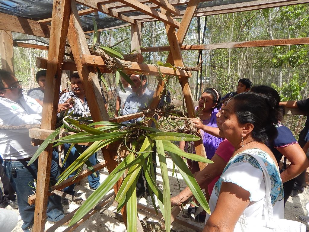 Impulsa @CONAFOR la conservación de fauna y flora silvestre en Quintana ...