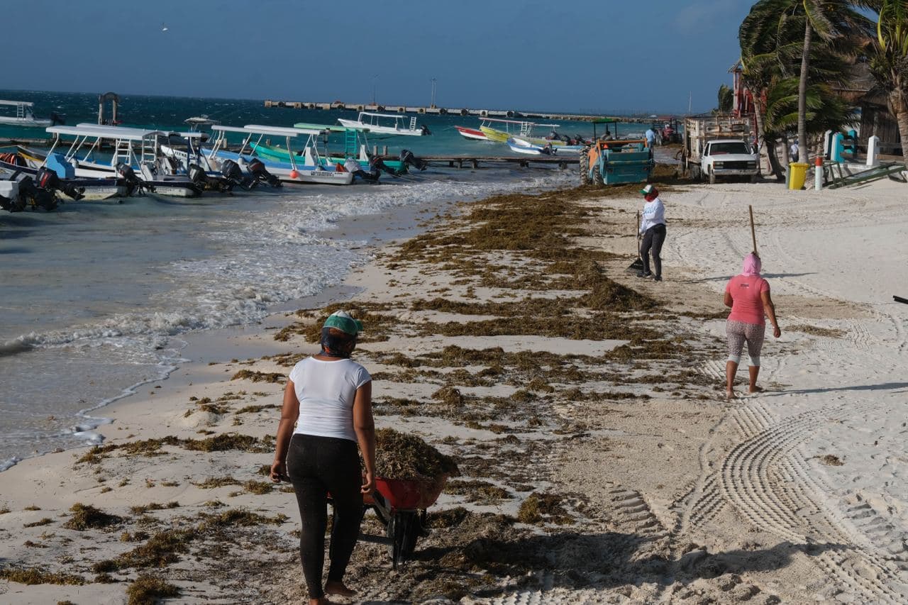 Mantienen Limpieza De Sargazo En Playas De Puerto Morelos Cancún Mío