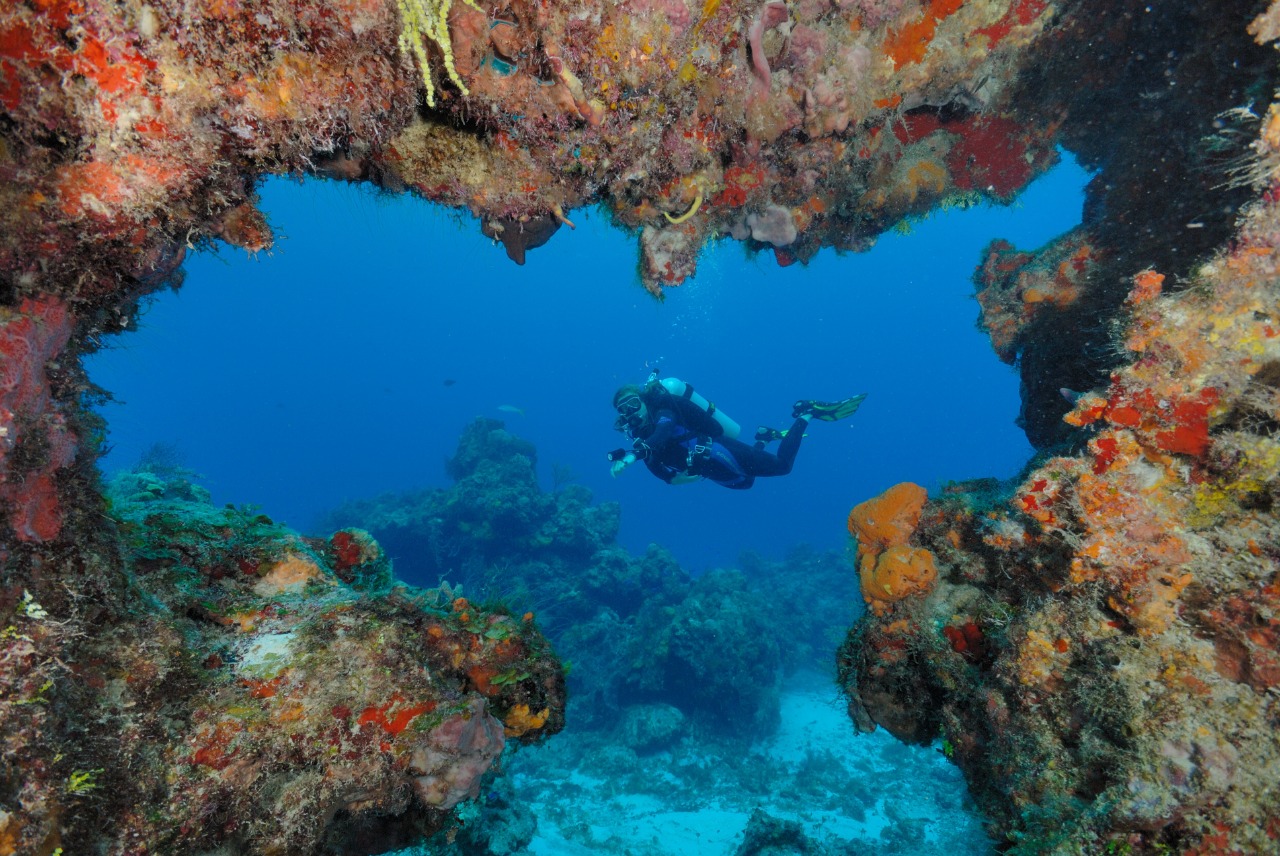 Cozumel es reconocido como mejor destino de buceo en el mundo | Cancún Mío
