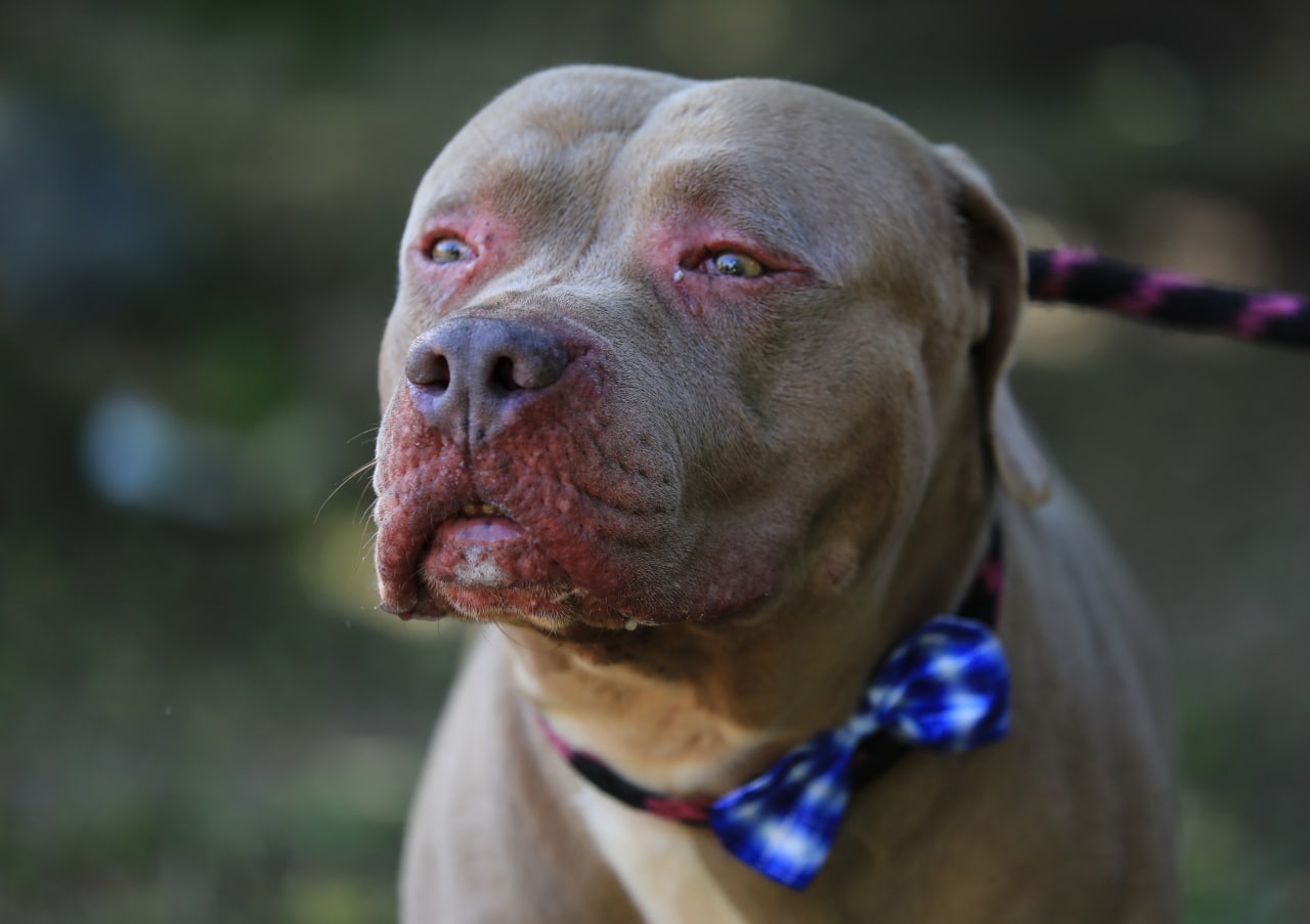 21 canes están listos para ser adoptados en Solidaridad | Cancún Mío