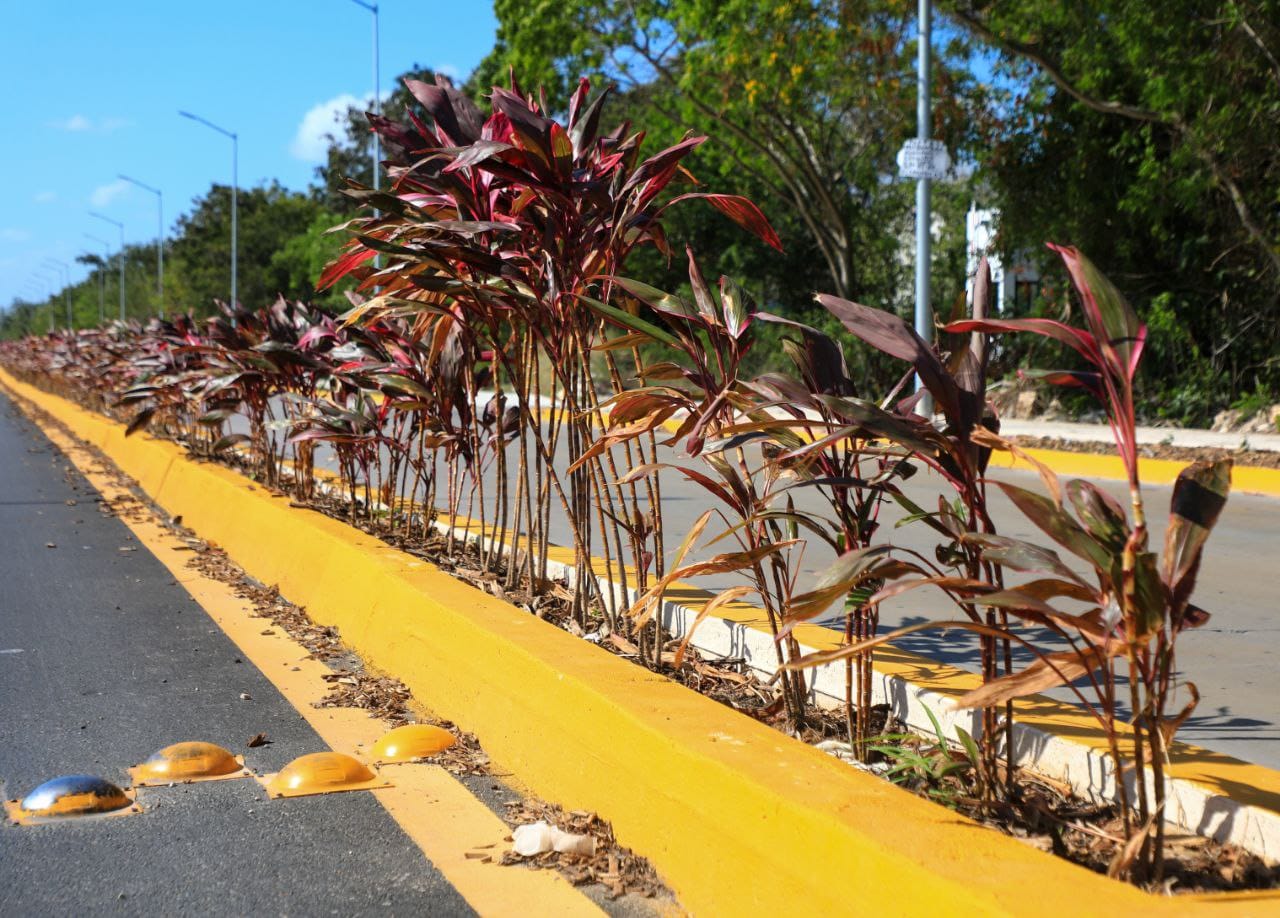 Plantas nativas adornan las calles de Solidaridad | Cancún Mío