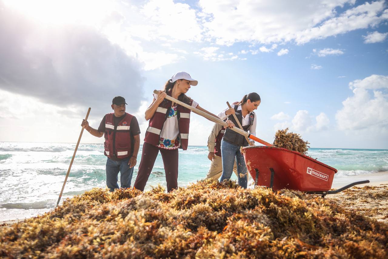 Mantienen limpieza de sargazo en playas de Cancún | Cancún Mío