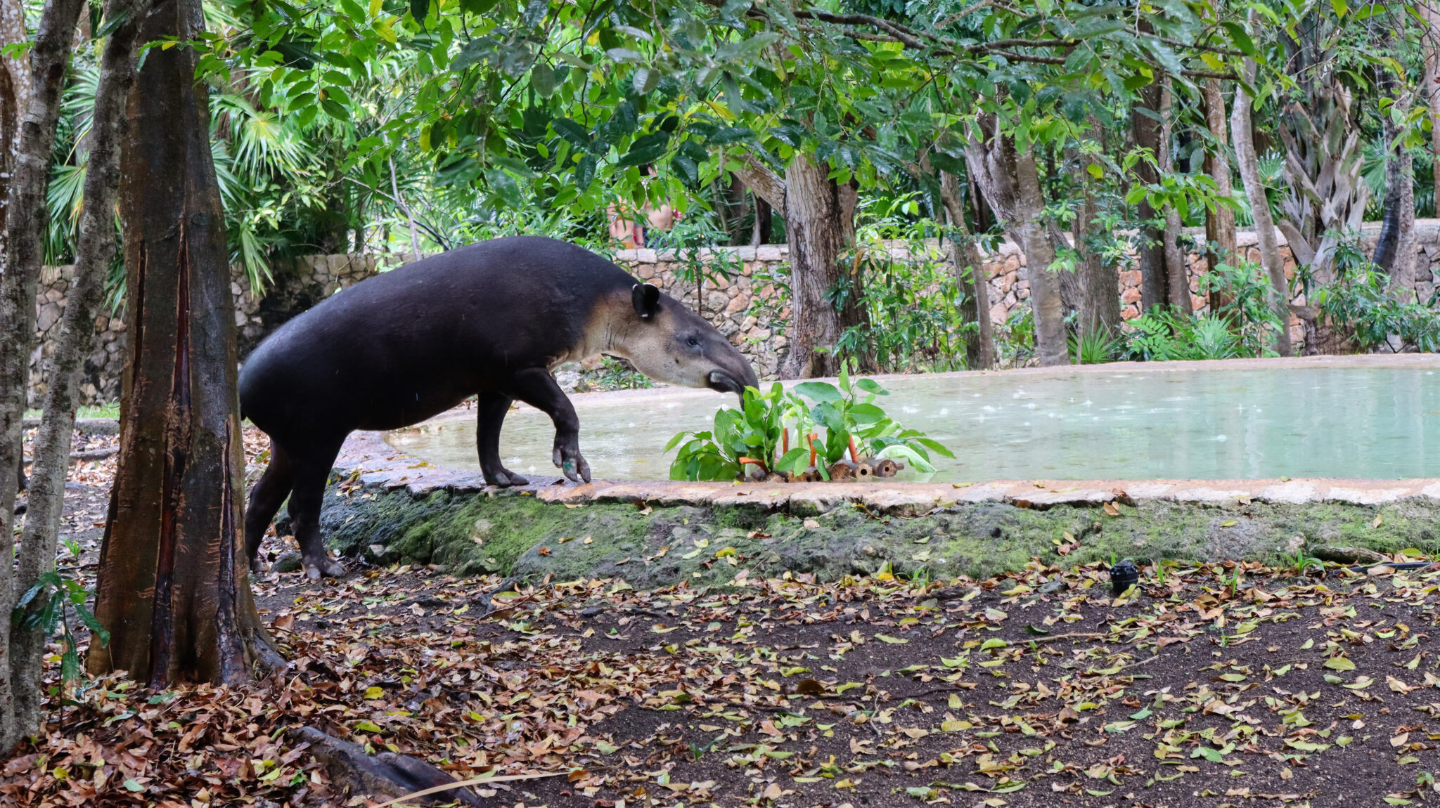 Xcaret presta Tapir a zoológico La Reina de Tizimín para programa de ...