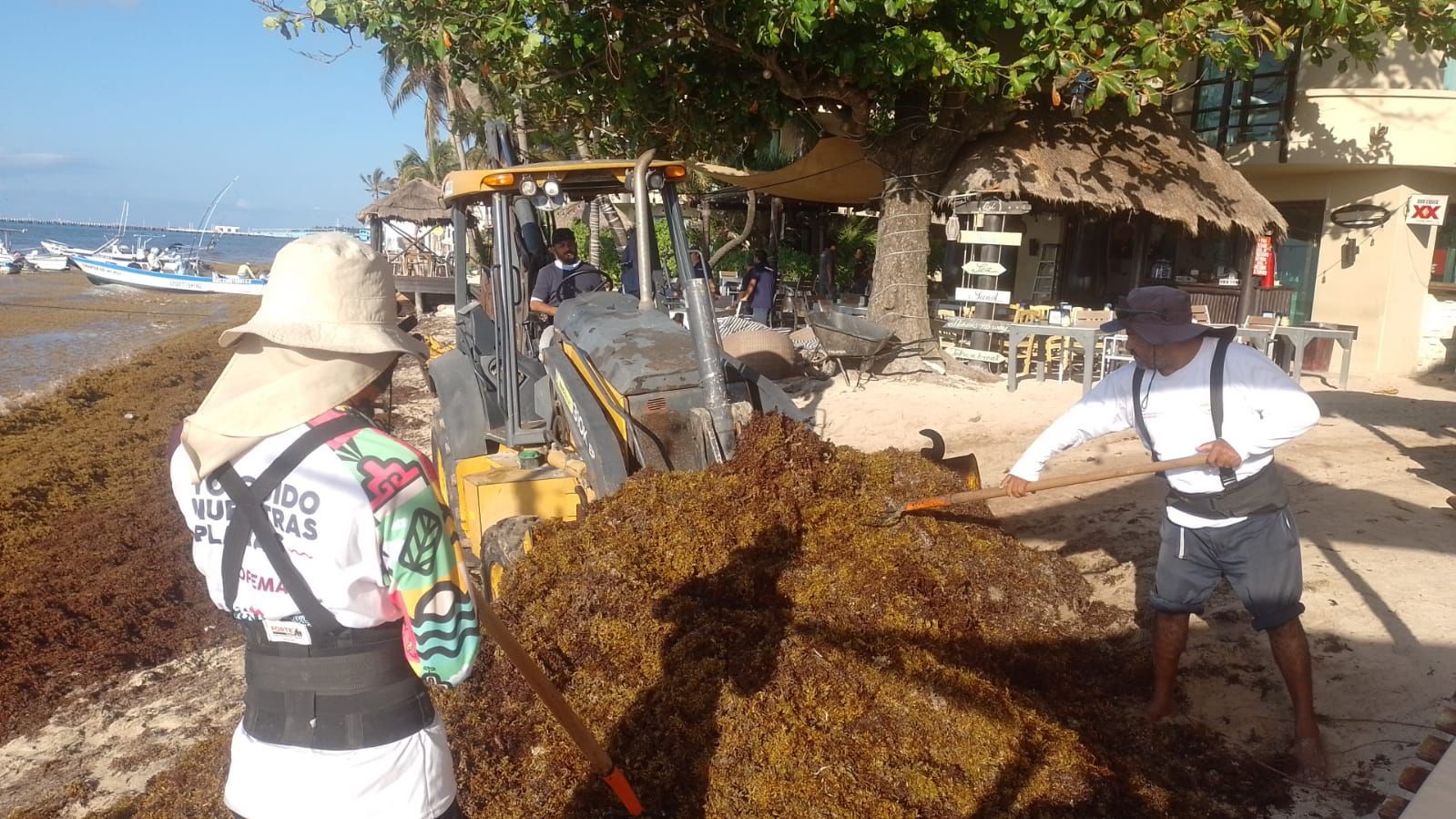 Recolecta Playa del Carmen más de 6 mil toneladas de sargazo en 2025 ...