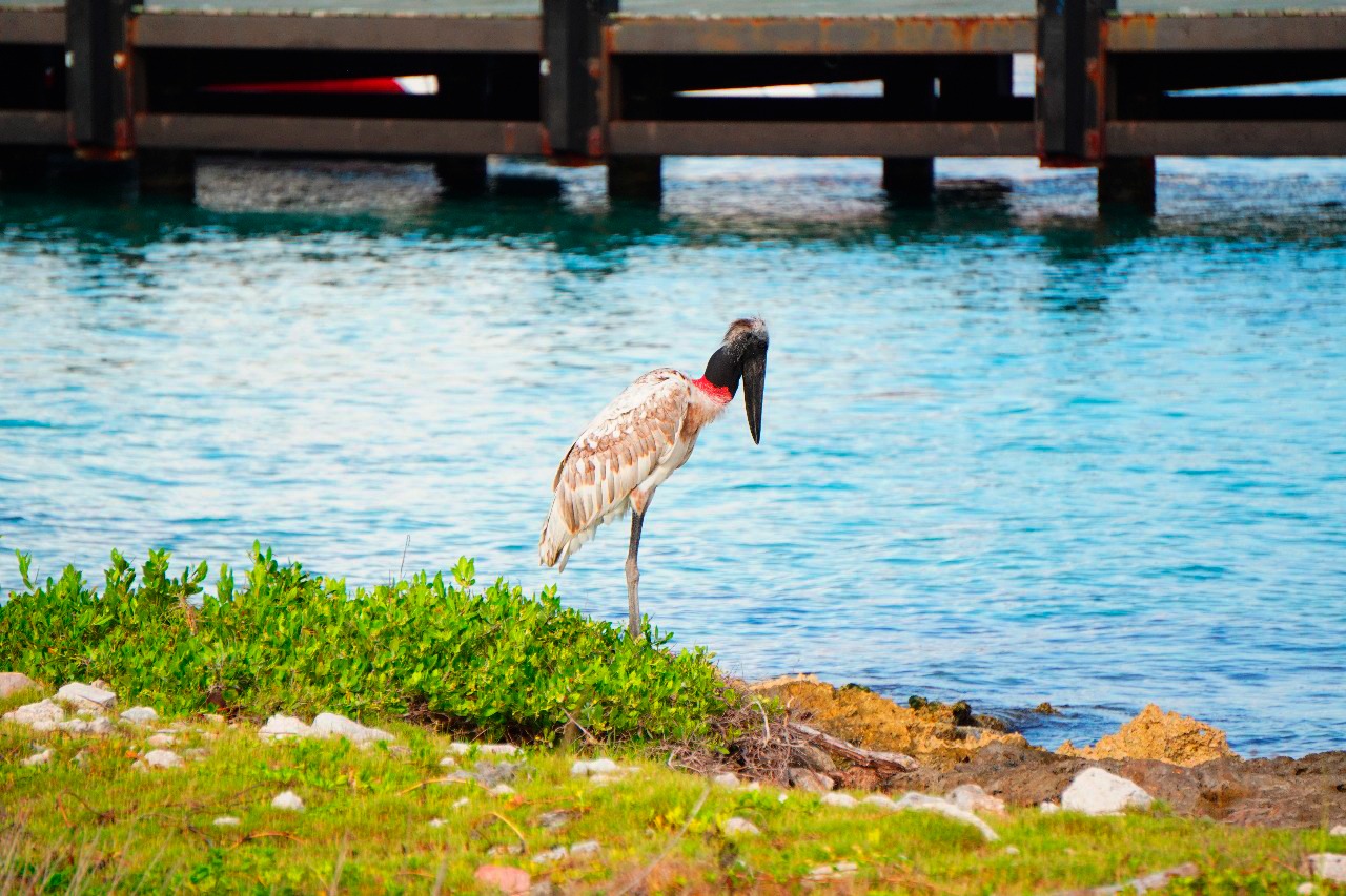 Avistan por primera vez en Cozumel a la Cigüeña Jabirú, especie en ...